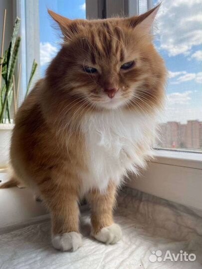 Соломон потерял маму навсегда