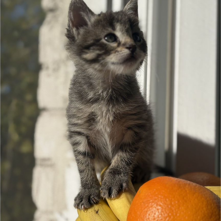 Маленький котенок бесплатно