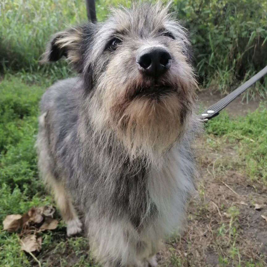 Пес барбос Прохор