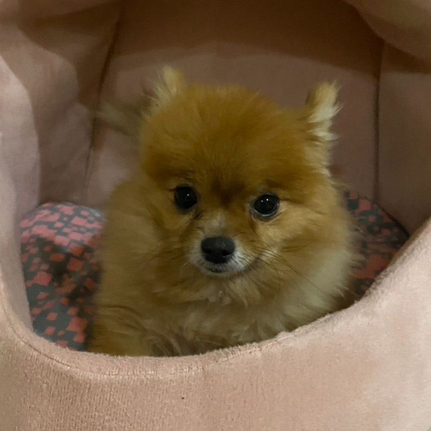 Домик для шпица