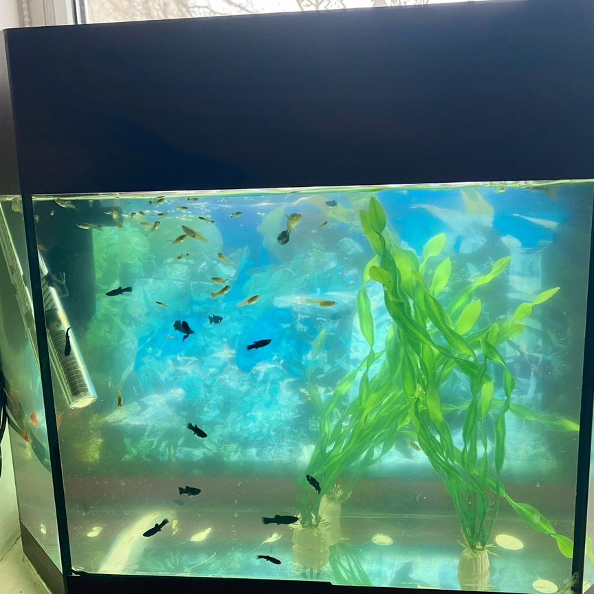 Рыбки гуппи 30 р молинейзия 30 р