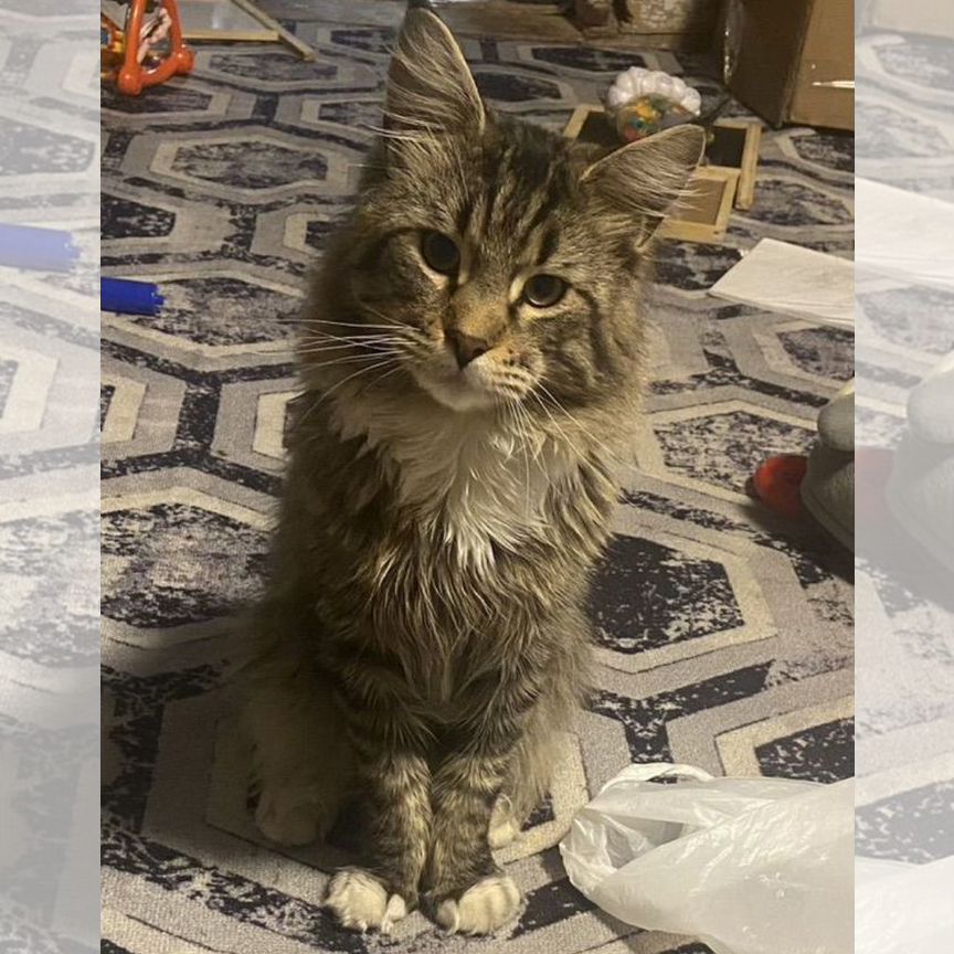 Мейн-кун, взрослый кот