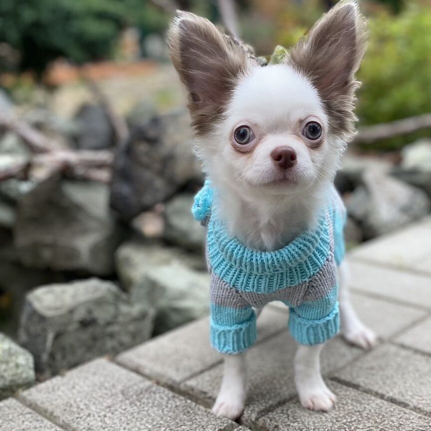 Щенки чихуахуа мальчишечка