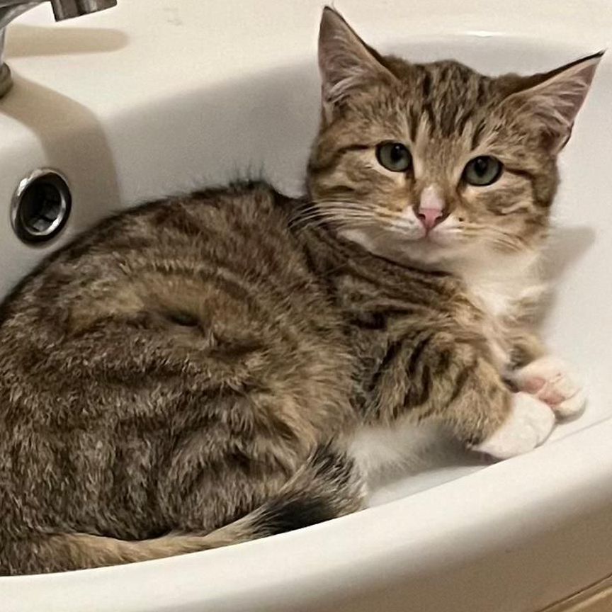 Котёнок в добрые руки