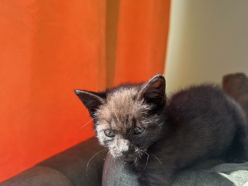 Кошка