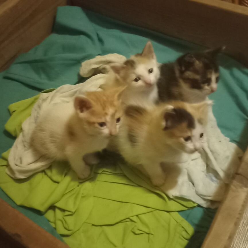 Котёнок от частного владельца