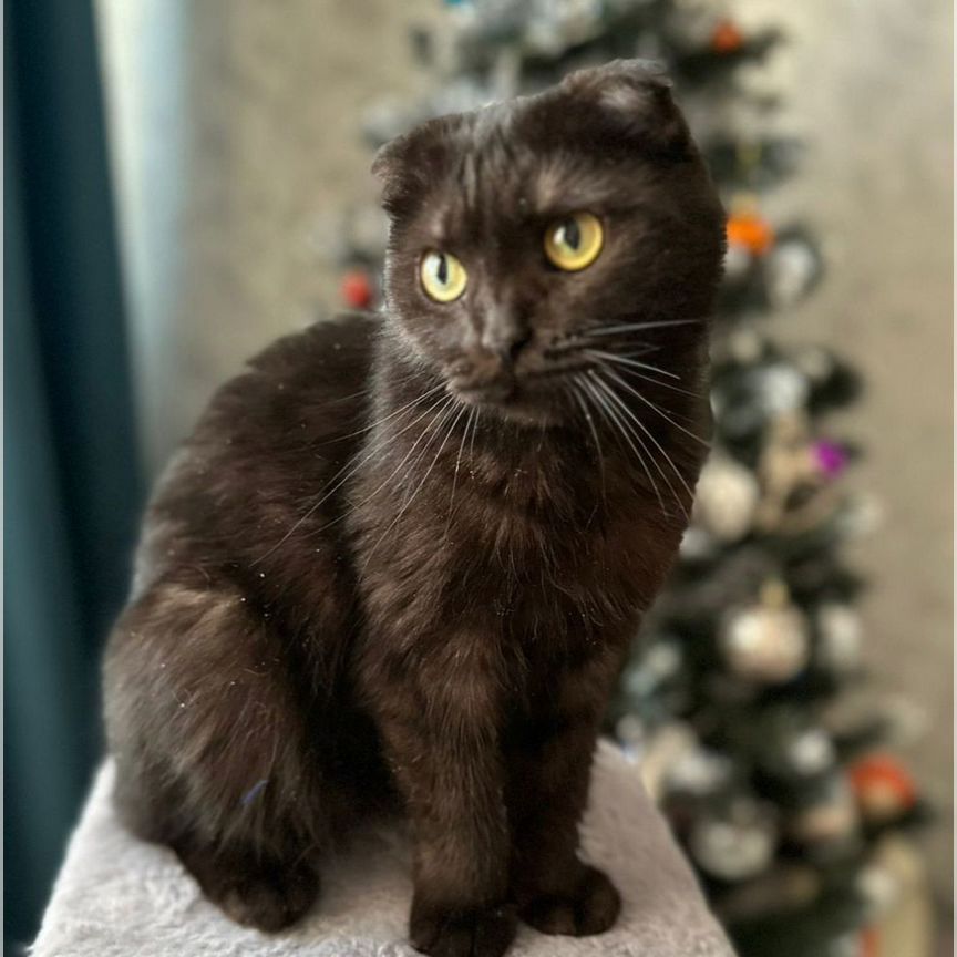 Шотландская вислоухая короткошёрстная, взрослая кошка