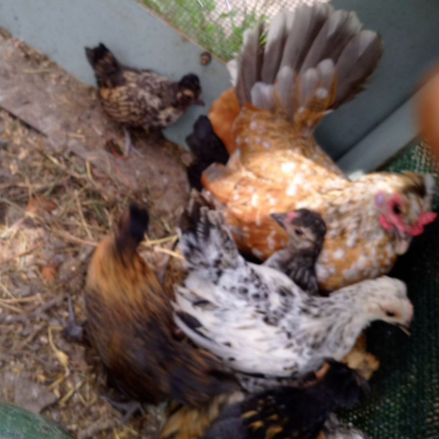 Бентамки декоративные цыплята