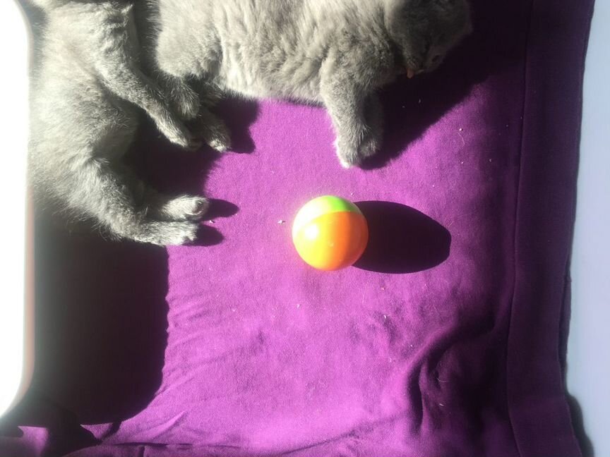 Британский Котёнок