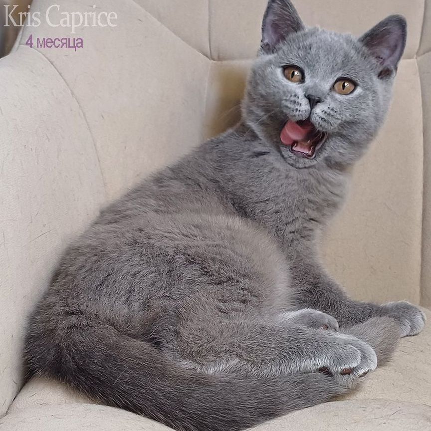 Британский короткошёрстный котёнок