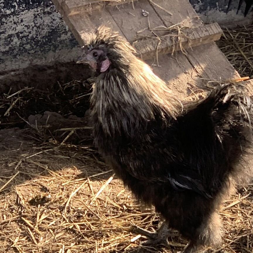 Петух китайкий,черный