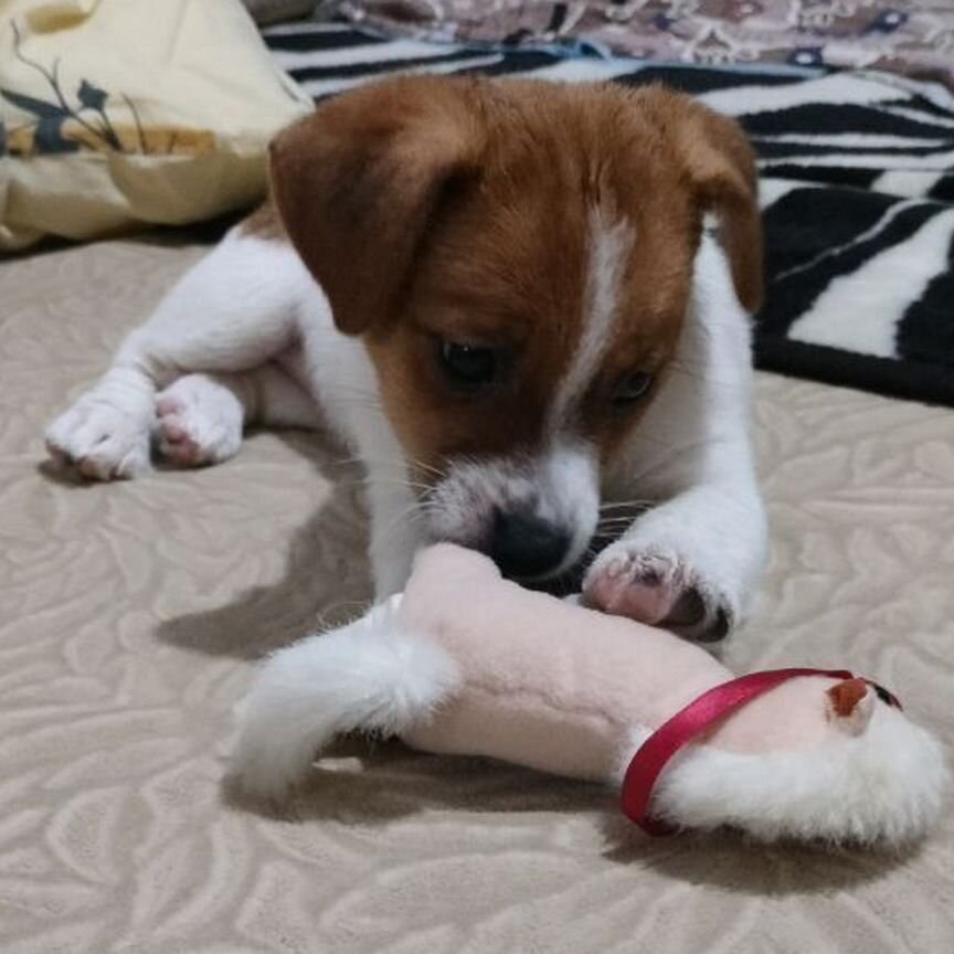 Джек-рассел-терьер, щенок