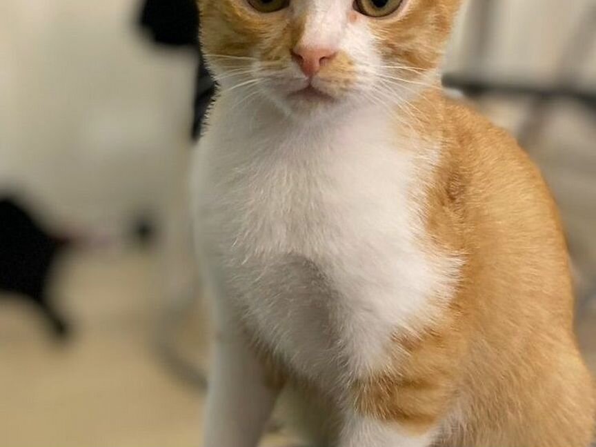 Рыжий котенок Костик в дар