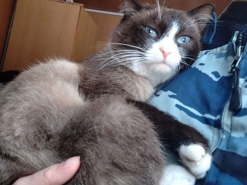 Лютик