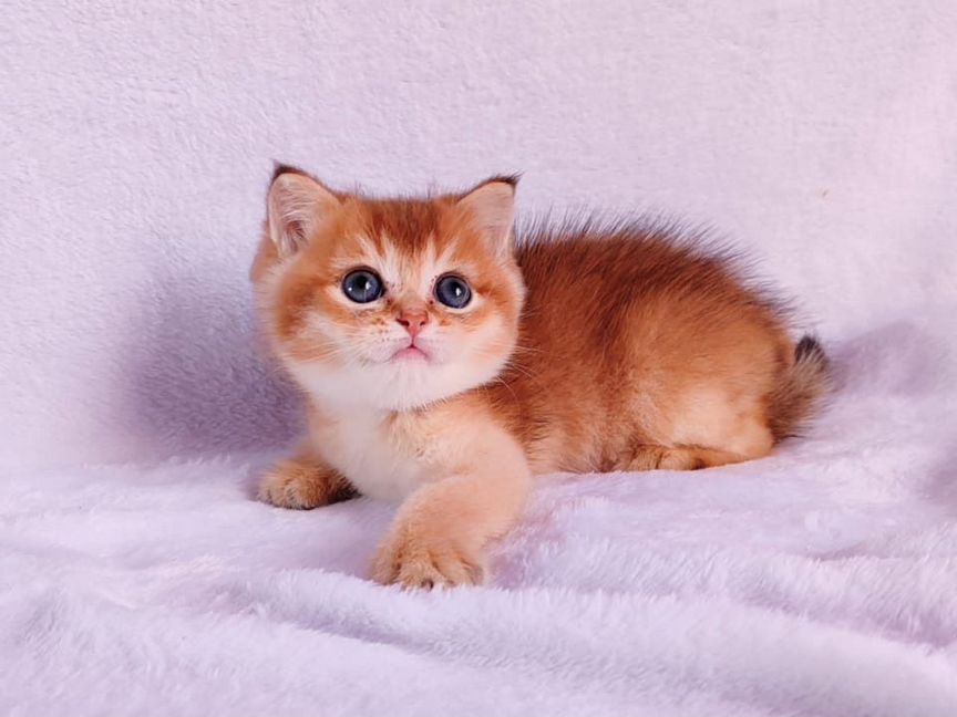 Котята мальчик золотая шиншилла