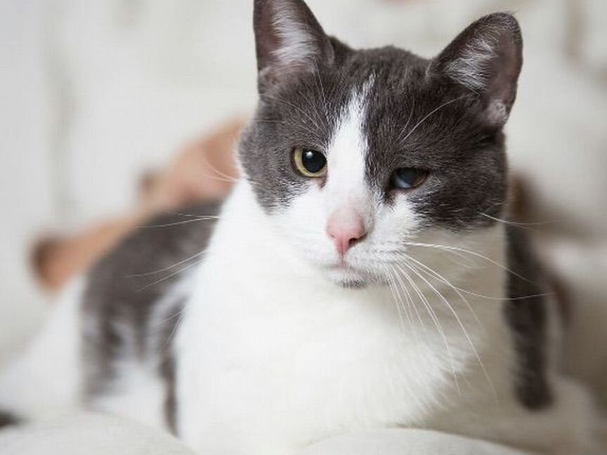 Кот Бобик обожающий детей в дар