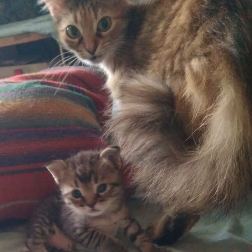 Отдадим котенка мальчика