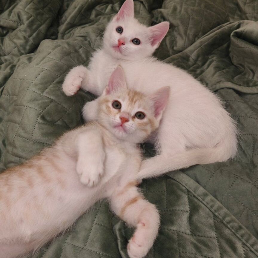 Турецкая ангора котёнок