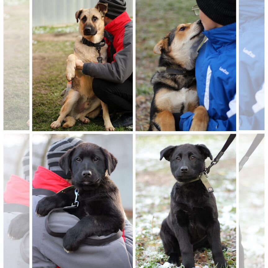 Щенок в добрые руки