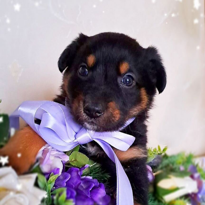 Отдам щенка в добрые руки