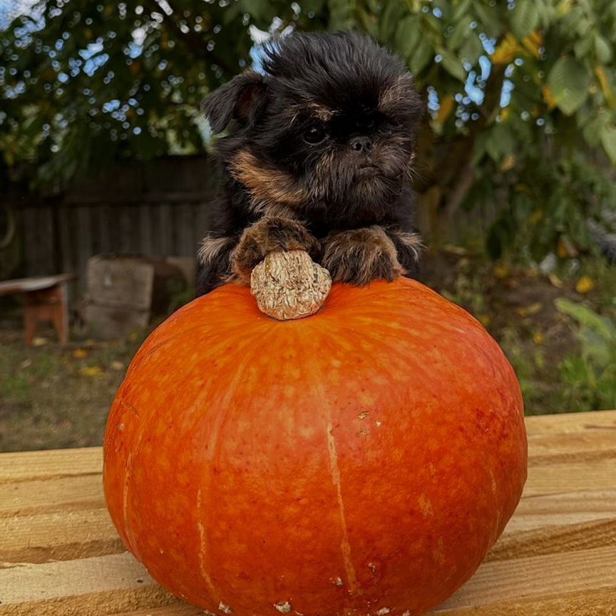 Девочка гриффон