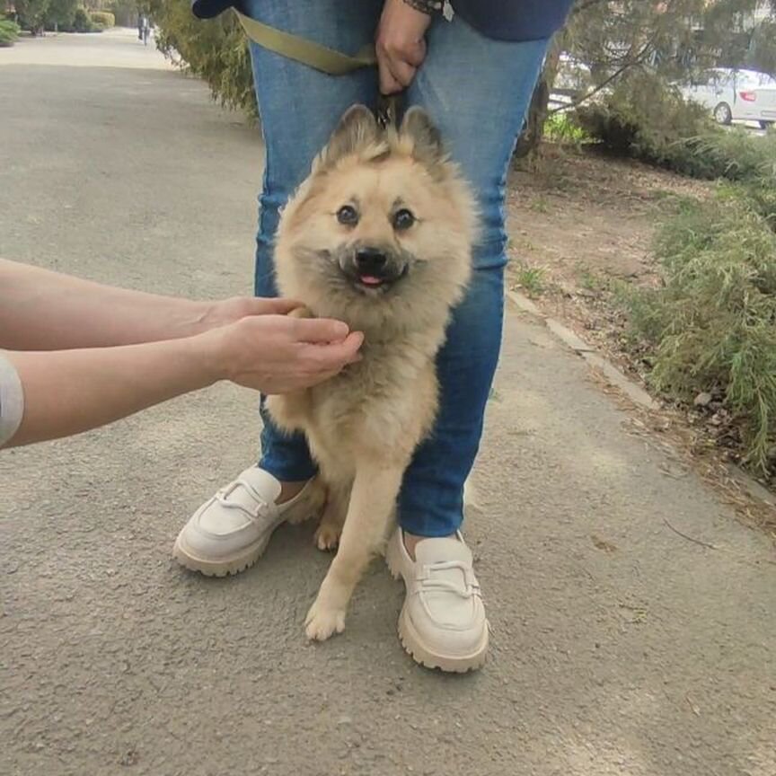 Собака в добрые руки