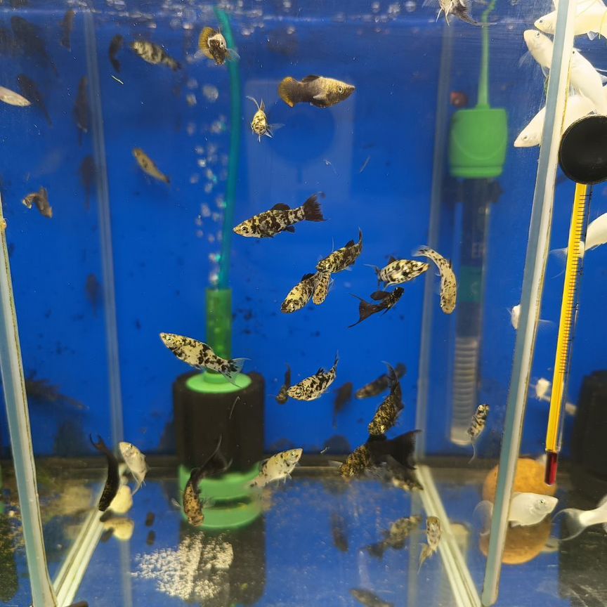 Рыбки моллинезии, меченосци