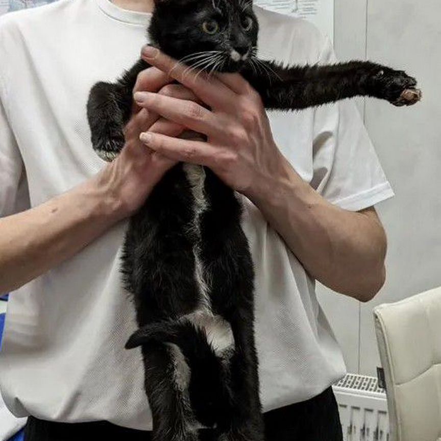 Котята Локи и Лея ищут дом