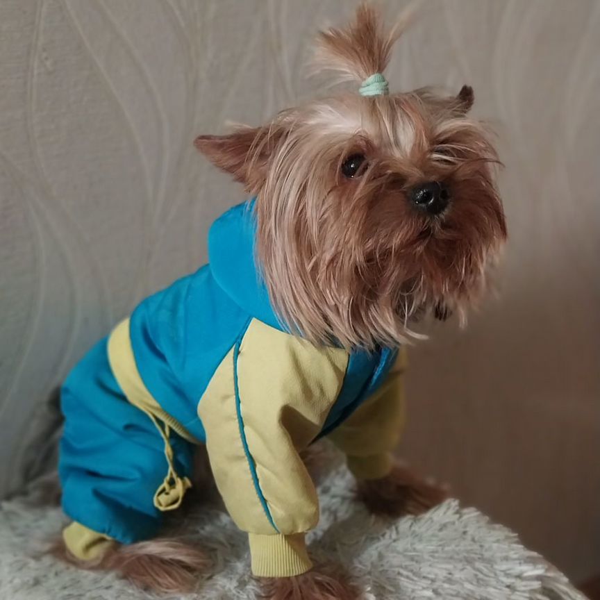 Йоркширский терьер, взрослый пёс