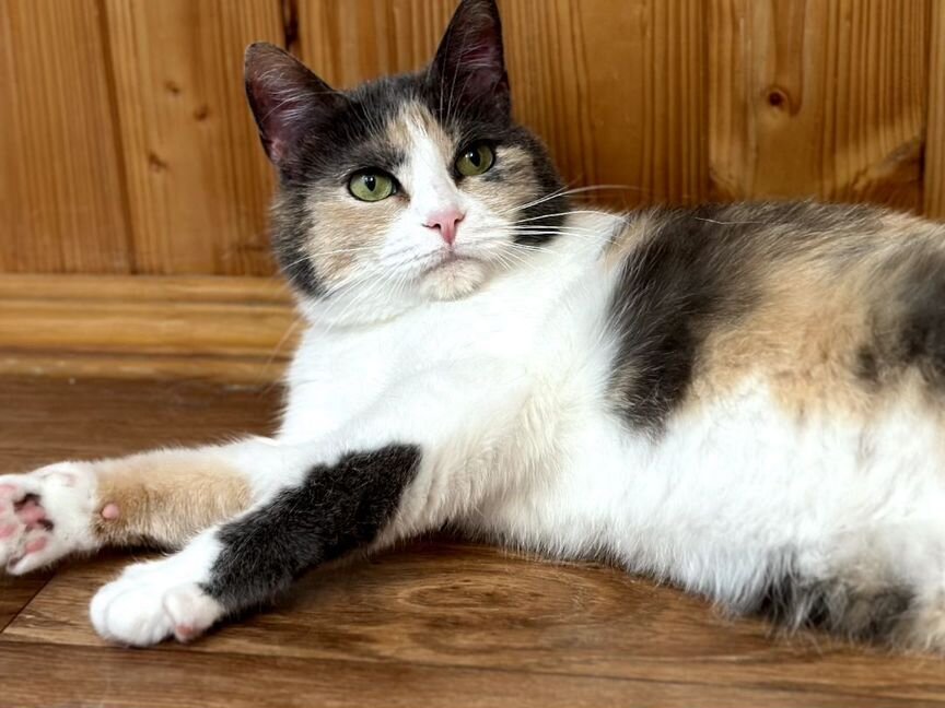 Кошка Мафия