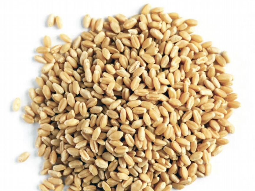Зерно пшеница 3 класс