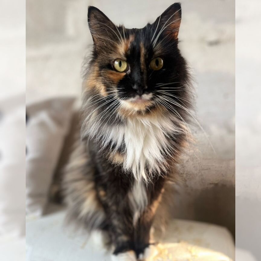 Кошка Стеша ищет дом