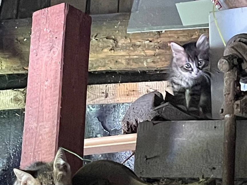 Деревенские котята