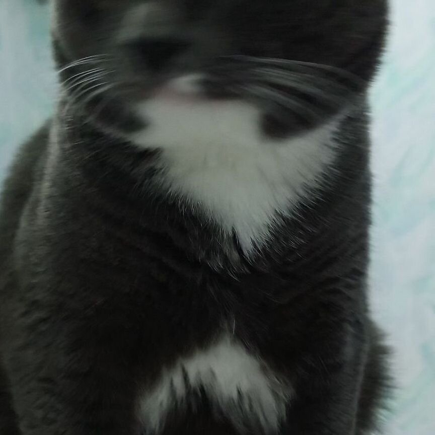 Домашние животные кошки