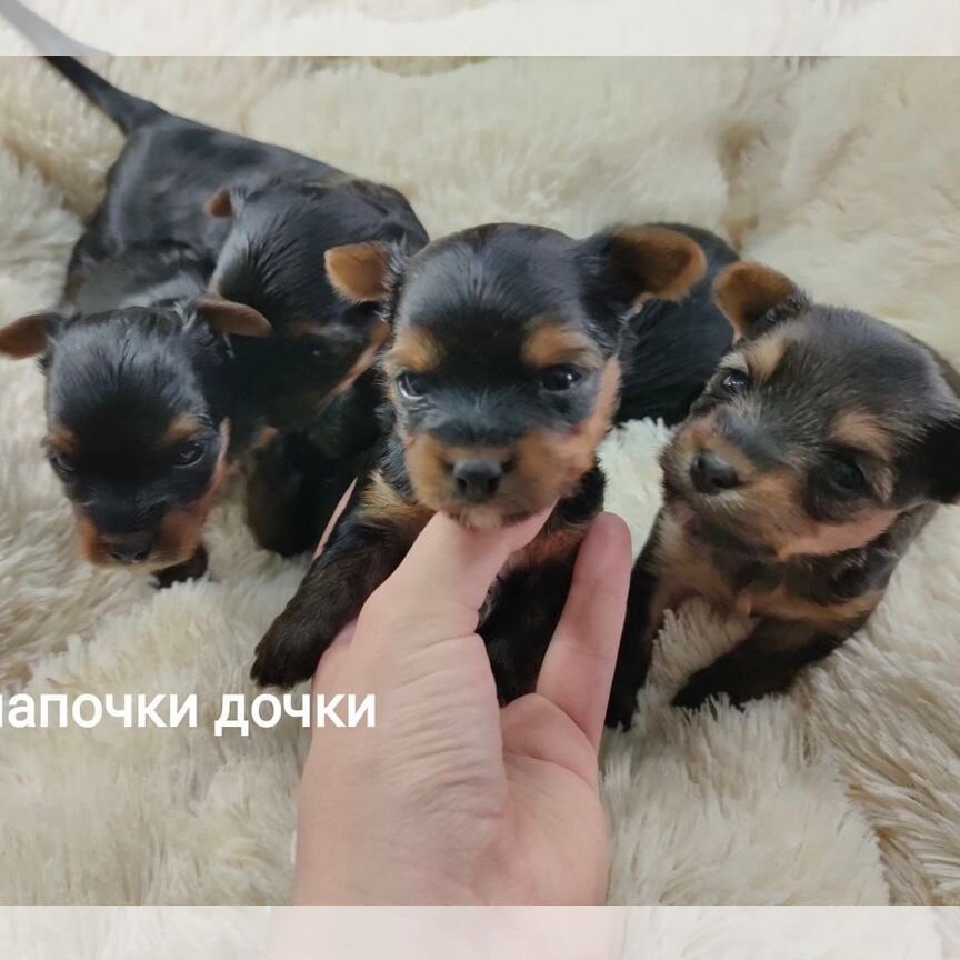 Йоркширский терьер щенки