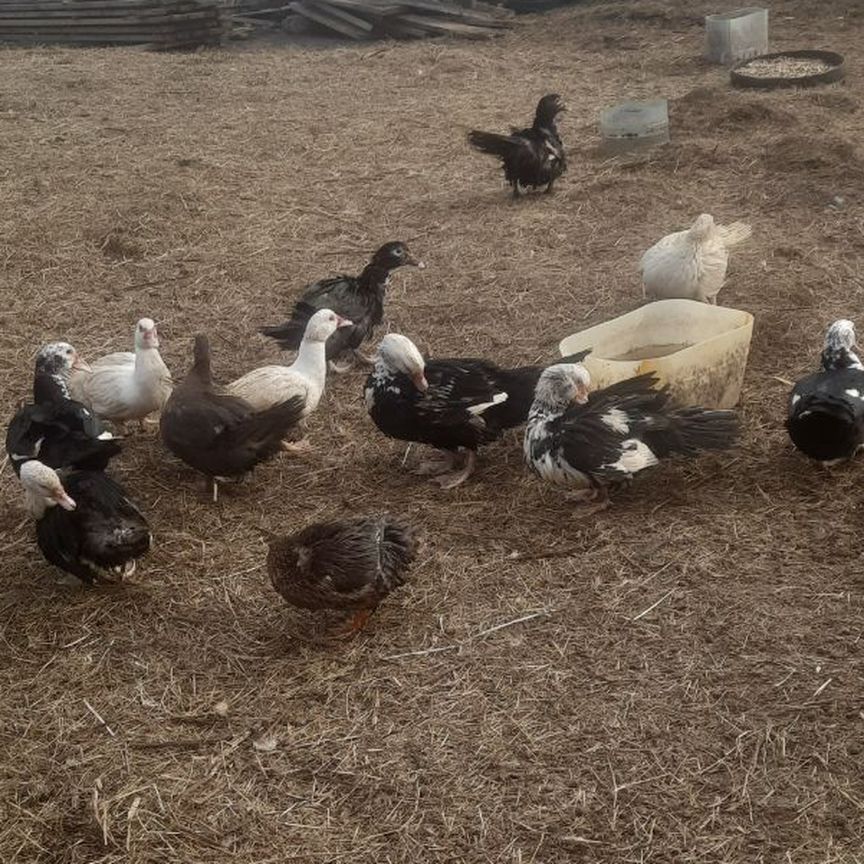 Мускусные утки