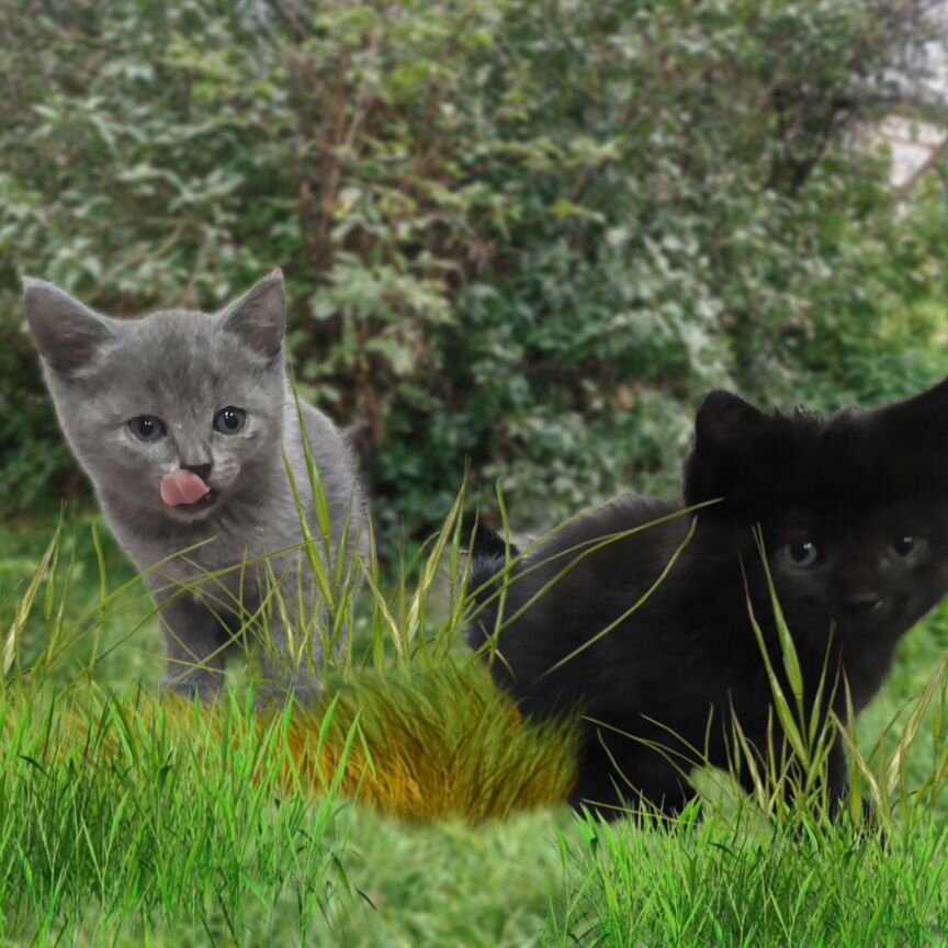 Котята в добрые руки