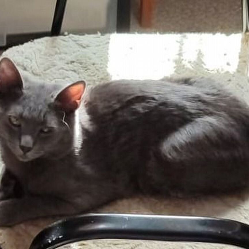 Котенок в хорошие руки