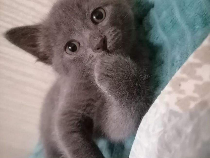 Отдам котёнка в хорошие руки