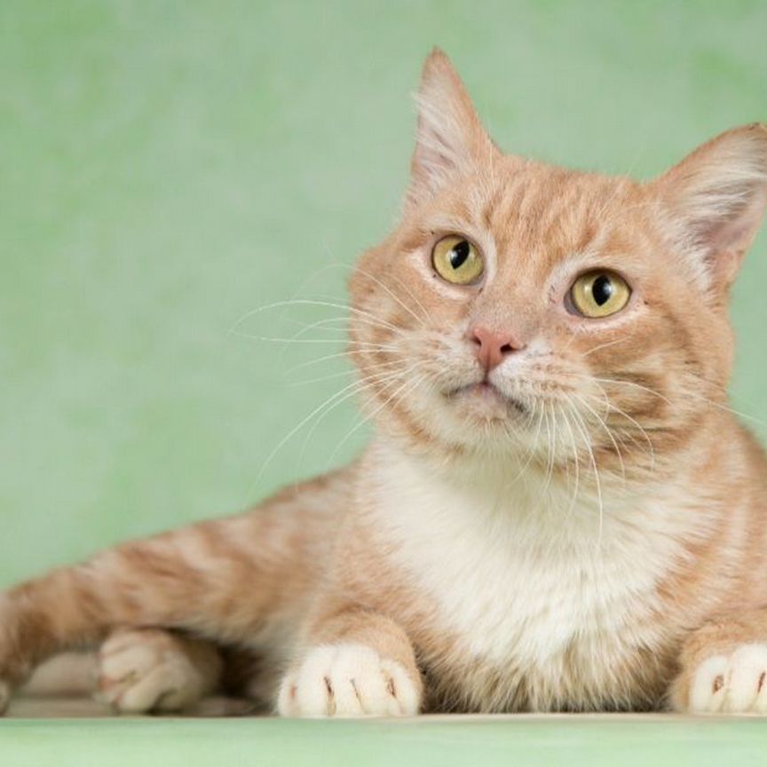 Лаврушке нужен дом