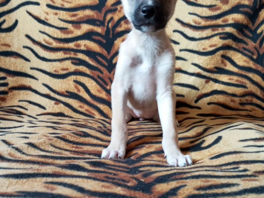 Щенок помесь чихуахуа