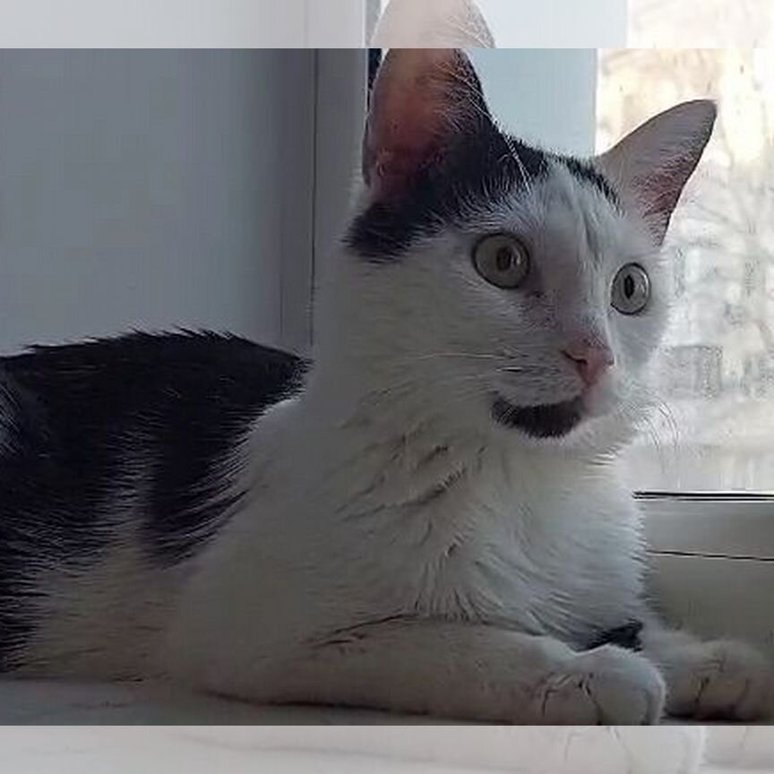 Отдам в добрые руки кота