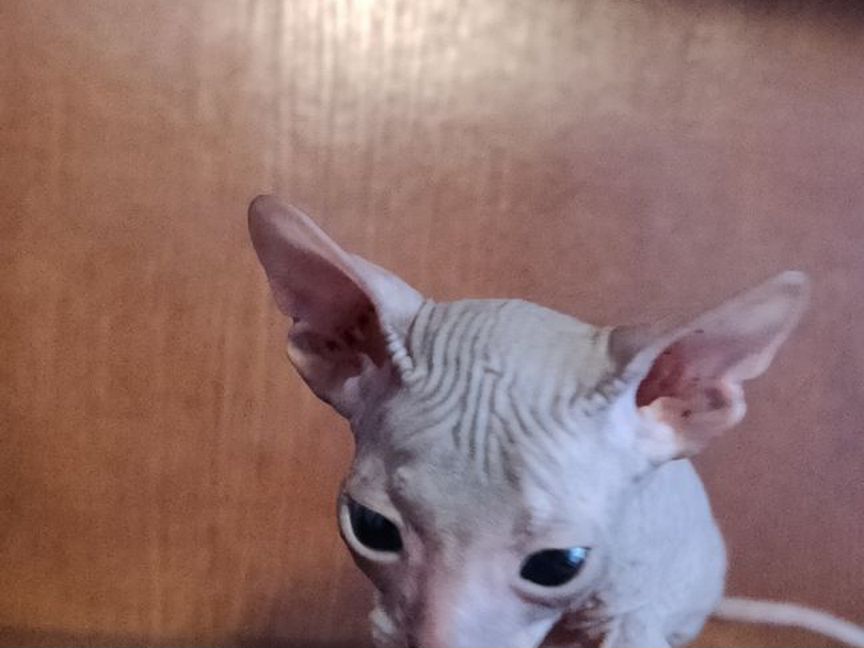 Котёнок донской сфинкс