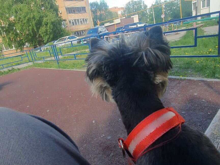 Собака в добрые руки Йорк