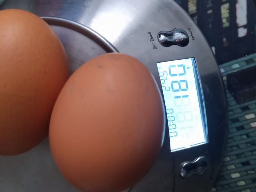 Яйцо домашнее