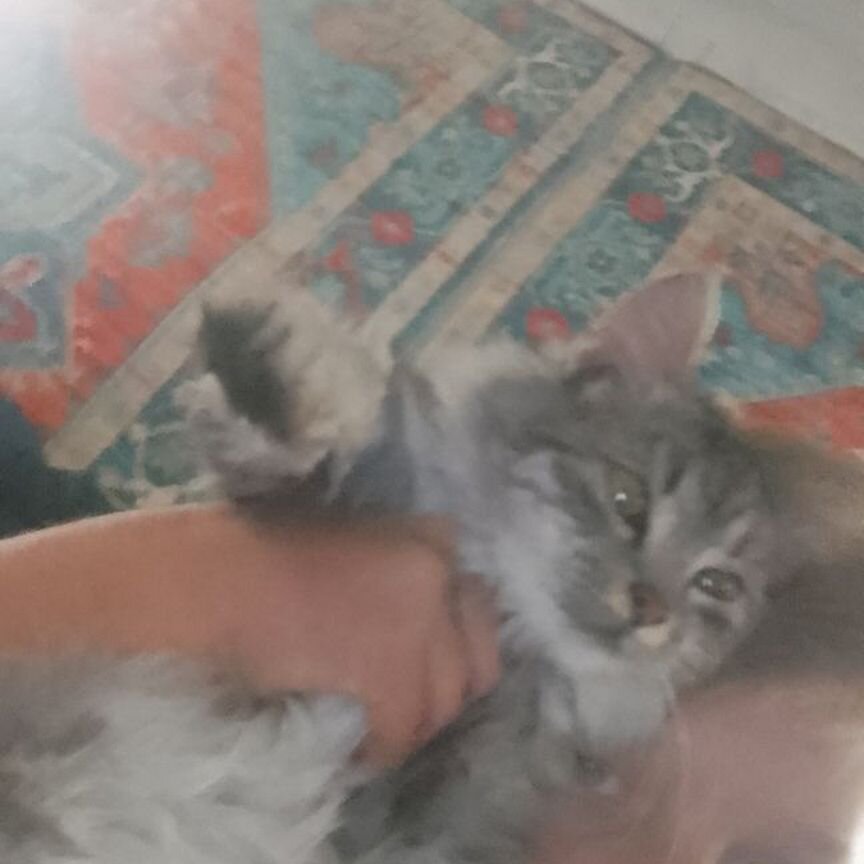 Кошка имя дашка