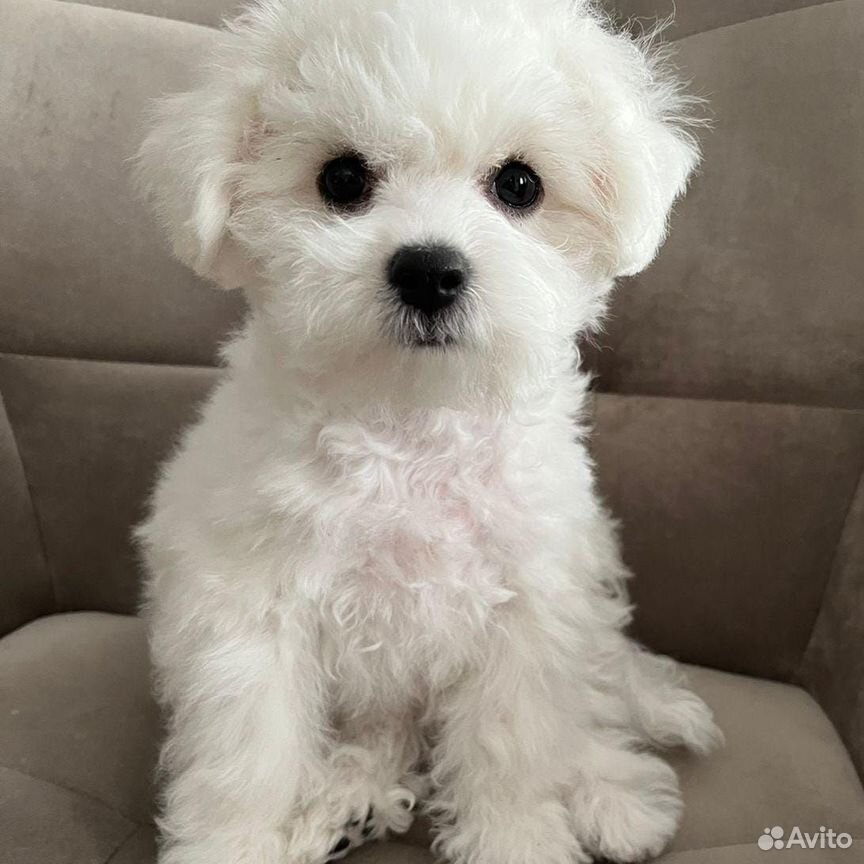 Щенки бишон фризе
