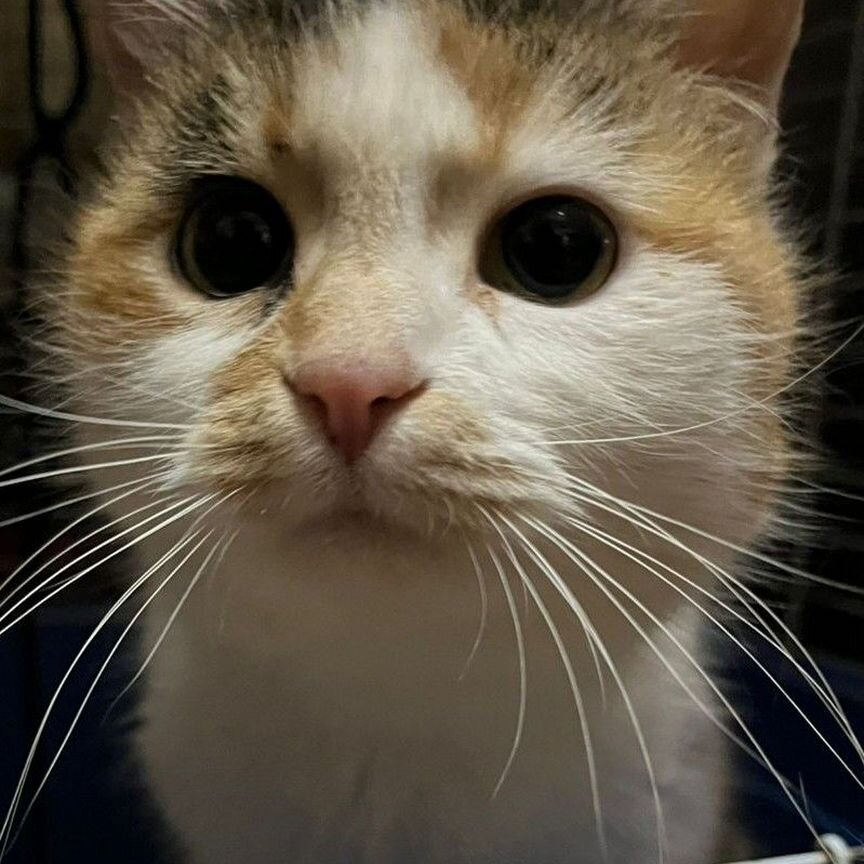 Трехцветное чудо ишет дом