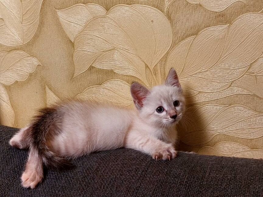 Котенок