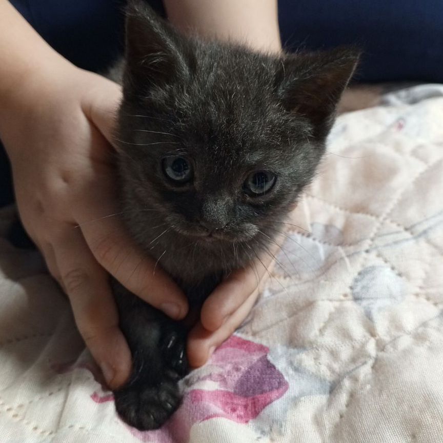 Котёнок в добрые руки